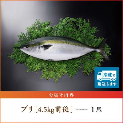 ふるさと納税 天草市 【指定日必須】天草 ぶりまるごと 一尾 4.5kg前後×1尾 ブリ 鰤_S042-003A : Yahoo!ふるさと納税 - 通販 - Yahoo!ショッピング