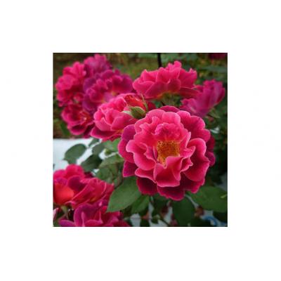 ふるさと納税 飯能市 【Apple Roses】バラ苗『ロードライト・ガーネット』大苗6号ポット植え[52210783] : Yahoo ...