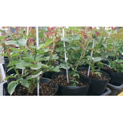 ふるさと納税 飯能市 【Apple Roses】バラ苗『ピクニック・マーチ』新苗育成苗6号ポット植え[52210948] : Yahoo ...