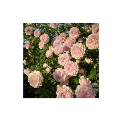 ふるさと納税 飯能市 【Apple Roses】バラ苗『ハルシオン』新苗育成苗6号ポット植え[52210947] : Yahoo!ふるさと納税 ...