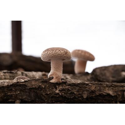 ふるさと納税 新得町 原木しいたけ栽培ほだ木(2本) Y-1501 : 3223061 : Yahoo!ふるさと納税 - 通販 - Yahoo!ショッピング