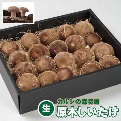 ふるさと納税 新得町 カルシの森の特選原木椎茸(生) Y-1301 : Yahoo!ふるさと納税 - 通販 - Yahoo!ショッピング