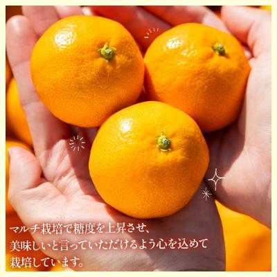 ふるさと納税 香南市 【2025年出荷分】露地みかん(2S〜Mサイズ) 10kg 贈答用 丸萬農園 mn-0002 : Yahoo!ふるさと納税 - 通販 - Yahoo!ショッピング