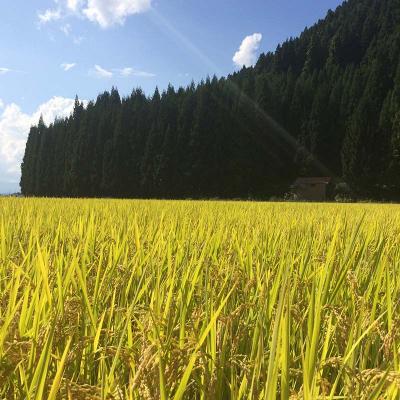 ふるさと納税 金山町 【先行受付 令和7年産】 金山町産 特別栽培米 はえぬき 精米 5kg×2 F4B-0605 : Yahoo!ふるさと納税 - 通販 - Yahoo!ショッピング