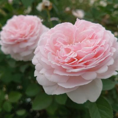 ふるさと納税 飯能市 【Apple Roses】バラ苗『いのり』新苗育成苗6号ポット植え[52211011] : Yahoo!ふるさと納税 ...