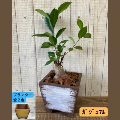 ふるさと納税 小郡市 インテリア 観葉植物 ガジュマル プランター 黄色 全2色[No5354-7059] : Yahoo!ふるさと納税 - 通販 - Yahoo!ショッピング