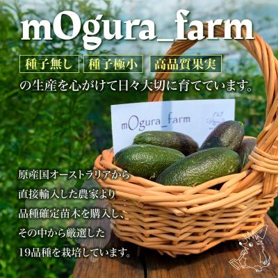 ふるさと納税 可児市 フィンガーライム 70g : Yahoo!ふるさと納税 - 通販 - Yahoo!ショッピング