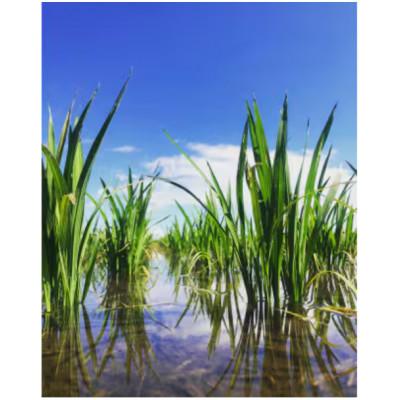 ふるさと納税 五泉市 【毎月定期便】特別栽培米コシヒカリ「南郷米」玄米4kg(2kg×2袋)全3回 : Yahoo!ふるさと納税 - 通販 - Yahoo!ショッピング