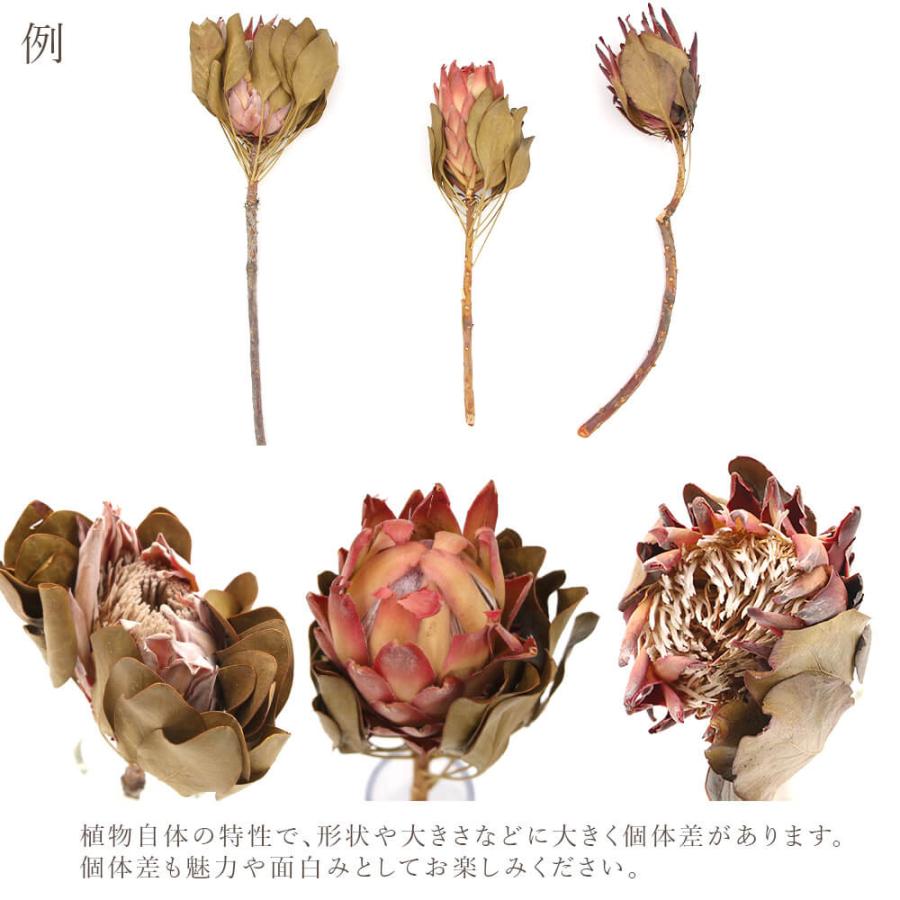 ドライフラワー 花材 即日出荷 キングプロテアM ナチュラル ドライフラワー 花材 即日出荷 キングプロテアM ナチュラル
