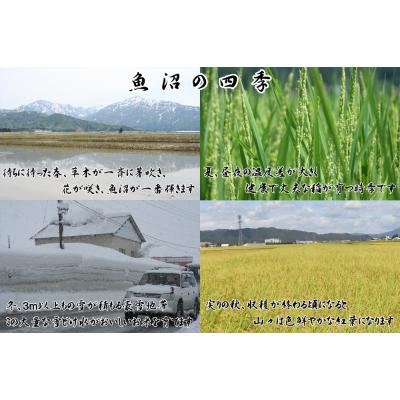 ふるさと納税 魚沼市 「令和6年産 新米先行受付」農産物検査員お奨め、魚沼産こしひかり(精米)6kg(3kg×2) : 1172786 : さとふる - 通販 - Yahoo!ショッピング