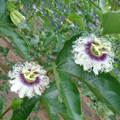 ふるさと納税 大刀洗町 パッションフルーツ 2.5kg (M〜3L) 25〜35個 : さとふる - 通販 - Yahoo!ショッピング