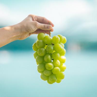 ふるさと納税 宇城市 恋するシャインマスカットセット 約1.1kg(約550g×2房) : さとふる - 通販 - Yahoo!ショッピング