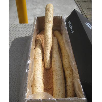 ふるさと納税 青森市 青森県産「ながいも」約3kg(L〜2Lサイズ)×4本入り) :1338374:さとふる - 通販 - Yahoo!ショッピング