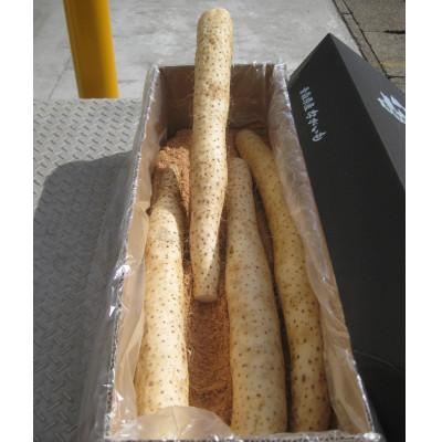 ふるさと納税 青森市 青森県産「ながいも」約5kg(3L〜4Lサイズ×4本入り) : さとふる - 通販 - Yahoo!ショッピング