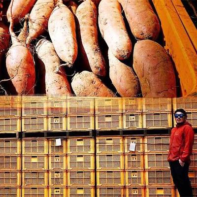 ふるさと納税 ひたちなか市 茨城県ひたちなか産 紅はるか 平干し・丸干し セット1 (平150gx5・丸250gx3) :1347046:さとふる - 通販 - Yahoo!ショッピング