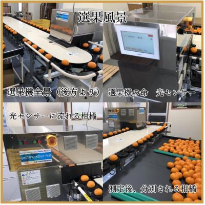 ふるさと納税 八幡浜市 極撰 柑橘 “ 雅 ” 光センサー 合格品・プルプル食感「 マドンナ 」 2キロ 【C39-43】 : さとふる - 通販 - Yahoo!ショッピング