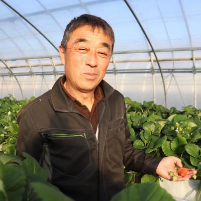 ふるさと納税 足利市 太陽の恵みをうけて育った あしかが美人いちご とちおとめ1箱(270g×4パック) :1352727:さとふる - 通販 ...