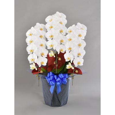 ふるさと納税 宇都宮市 胡蝶蘭大輪 ダイヤモンドスター 3本立ち 39〜40輪クラス :1359496:さとふる - 通販 - Yahoo ...