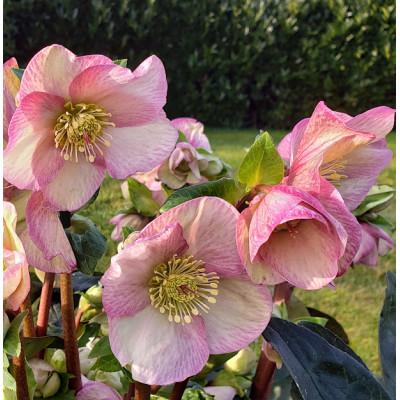 ふるさと納税 藤枝市 クリスマスローズ鉢植え 氷の薔薇ロゼッタ5号 :1366180:さとふる - 通販 - Yahoo!ショッピング