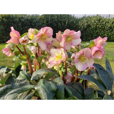 ふるさと納税 藤枝市 クリスマスローズ鉢植え 氷の薔薇ロゼッタ5号 :1366180:さとふる - 通販 - Yahoo!ショッピング