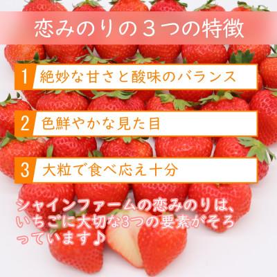 ふるさと納税 雲仙市 いちご(恋みのり) 計500g 2Lサイズ以上 : さとふる - 通販 - Yahoo!ショッピング