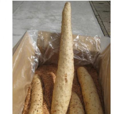 ふるさと納税 青森市 青森県産ながいも「ネバリスター」約3kg(L〜2Lサイズ×4本入り) : さとふる - 通販 - Yahoo!ショッピング