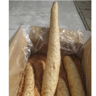 ふるさと納税 青森市 青森県産ながいも「ネバリスター」約5kg(3L〜4Lサイズ×4本入り) : さとふる - 通販 - Yahoo!ショッピング