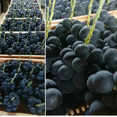 ふるさと納税 山梨市 山梨市産 朝採れ!巨峰2房 :1377175:さとふる - 通販 - Yahoo!ショッピング