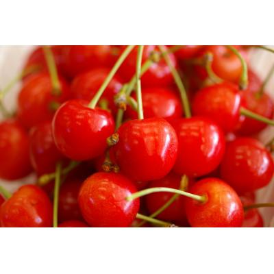 ふるさと納税 山形県 佐藤錦 さくらんぼ 2L〜L混合サイズ 500g×2パック バラ詰め 秀品【2026年発送先行予約】 : さとふる - 通販 - Yahoo!ショッピング