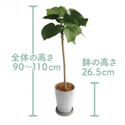 ふるさと納税 指宿市 4月〜発送【観葉植物】ウンベラータ ストレート90cm〜110cm(019-1369) :1413173:さとふる - 通販 - Yahoo!ショッピング