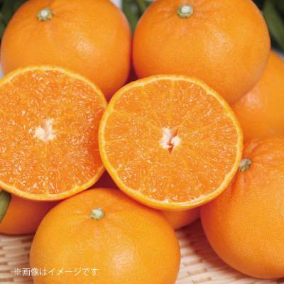 ふるさと納税 湯浅町 紀州グルメ市場のせとか 約3kg(2L〜4L・混合サイズ) : さとふる - 通販 - Yahoo!ショッピング