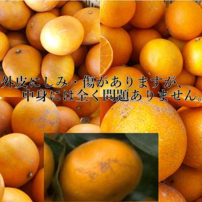 ふるさと納税 八幡浜市 2025年11月発送開始 ぷるぷる食感!「 まどんな 」約3.5 キロ【 訳あり 】【C39-44】 : さとふる - 通販 - Yahoo!ショッピング