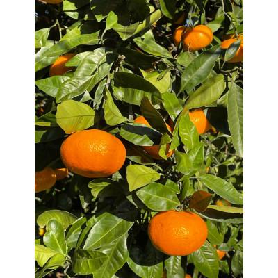 ふるさと納税 静岡市 【果樹園のジェラート】夏にさっぱりシャーベット6個セット : 1430182 : さとふる - 通販 - Yahoo ...