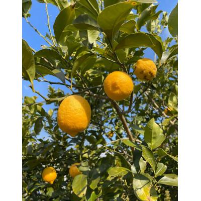 ふるさと納税 静岡市 【果樹園のジェラート】夏にさっぱりシャーベット6個セット : 1430182 : さとふる - 通販 - Yahoo ...