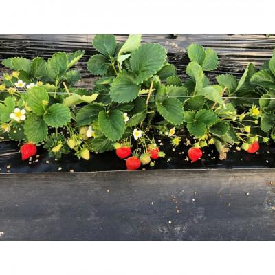 ふるさと納税 大木町 ジャム用あまおう1kg BD08 : さとふる - 通販 - Yahoo!ショッピング