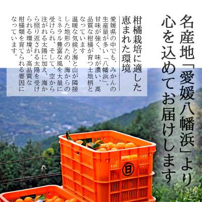 ふるさと納税 八幡浜市 愛媛・八幡浜産「みかん:6kg【訳あり】(サイズ:2S.S.M.L.2L)」【C48-41】 : さとふる - 通販 - Yahoo!ショッピング
