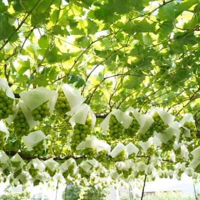 ふるさと納税 市川三郷町 Inakakara厳選! 市川三郷産「秀品 シャインマスカット」2房(1房約550g) : さとふる - 通販 - Yahoo!ショッピング