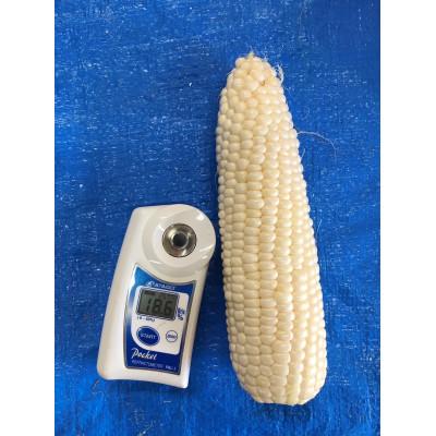 ふるさと納税 山形県 【朝採り】完熟ホワイトショコラ 明石農園 糖度18度 約3kg とうもろこし 山形県産A品 Lサイズ : 1490165 ...