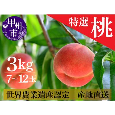 ふるさと納税 甲州市 桃 3kg (7〜12玉) 山梨県甲州市 【令和6年産 先行受付】産地直送 季節限定 : 1501246 : さとふる - 通販 - Yahoo!ショッピング