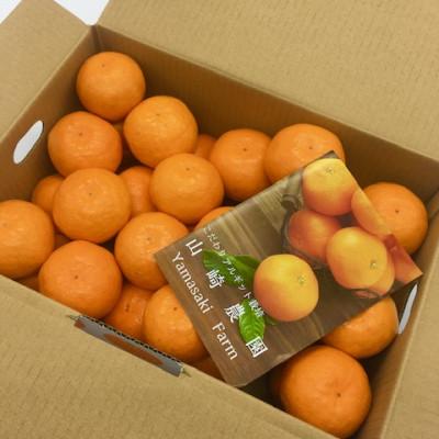 ふるさと納税 有田川町 完熟 アルギット みかん 10kg M 〜 L サイズ : さとふる - 通販 - Yahoo!ショッピング