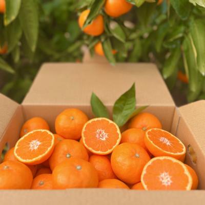 ふるさと納税 有田川町 完熟 アルギット みかん 10kg M 〜 L サイズ : さとふる - 通販 - Yahoo!ショッピング