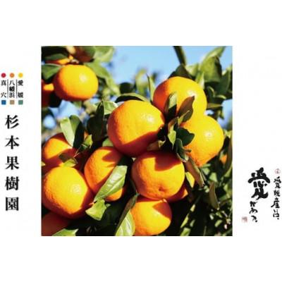 ふるさと納税 八幡浜市 【2024年12月以降順次発送】〈特選〉真穴、八寿みかん(南柑20号)3kg【C34-29】 : 1510697 : さとふる - 通販 - Yahoo!ショッピング