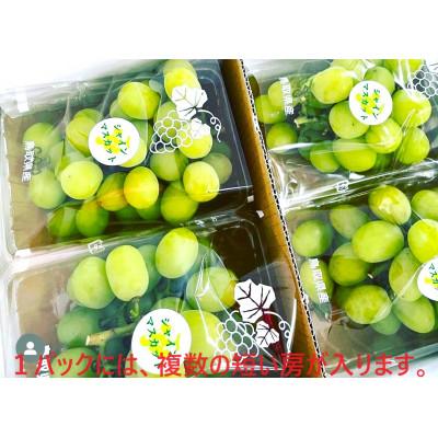 ふるさと納税 北栄町 シャインマスカット 訳あり 家庭用 鳥取砂丘地産 1.4kg(350g×4パック) :1513925:さとふる - 通販 ...