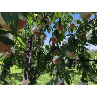 ふるさと納税 長野県 小布施町産 川中島白桃 5〜8個入 約2kg 朝採り産地直送 家庭用 : さとふる - 通販 - Yahoo!ショッピング