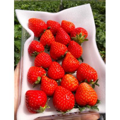 ふるさと納税 南伊豆町 完熟いちご(約230g×8パック) 恋みのり、かおり野 から厳選【2025年発送】 : 1516049 : さとふる ...