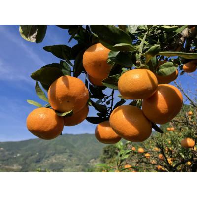 ふるさと納税 八幡浜市 愛媛県八幡浜市産 石地みかん 5kg(梱包込)【C85-5】 : 1569350 : さとふる - 通販 - Yahoo!ショッピング