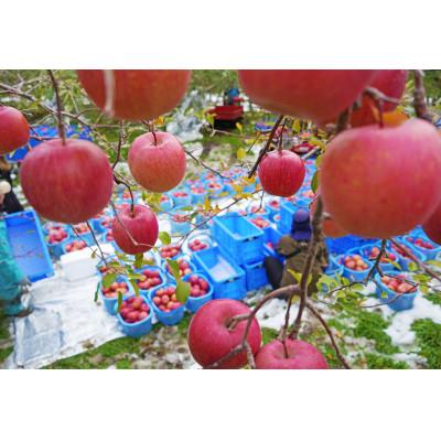 ふるさと納税 大鰐町 平均糖度13度以上! サンふじ 約3kg 贈答用 : さとふる - 通販 - Yahoo!ショッピング