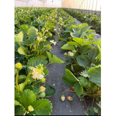 ふるさと納税 宇美町 ふくおかエコ農産物認証いちご 福岡県産あまおう苺 約250g×2P(1月中旬から2月下旬発送)宇美町 : さとふる - 通販 - Yahoo!ショッピング