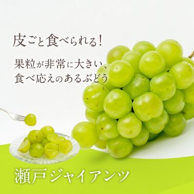 ふるさと納税 瀬戸内市 瀬戸ジャイアンツ 2房(1房 480g以上)化粧箱入 ブドウ 岡山県産 [No.5735-1590] : さとふる - 通販 - Yahoo!ショッピング