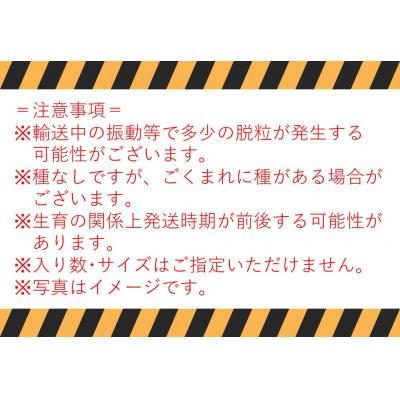 ふるさと納税 湯梨浜町 荒井農園 種無しシャインマスカット2kg(39J.) :3154166:さとふる - 通販 - Yahoo!ショッピング